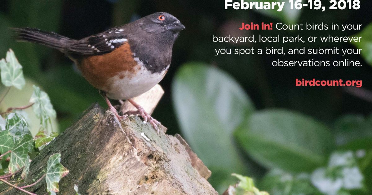 Citizen Scientists Needed: The Great Backyard Bird Count is coming soon ...