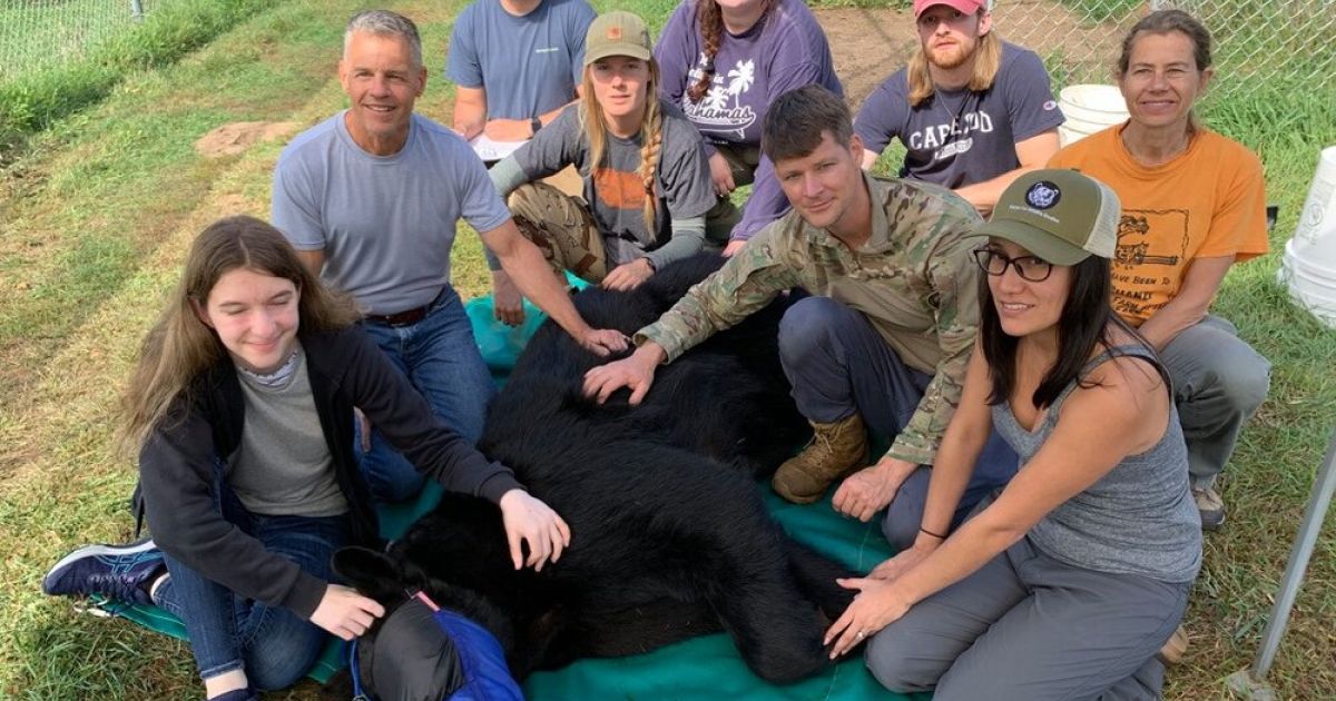 Wildlife Capture and Chemical Immobilization (Field) | eePRO