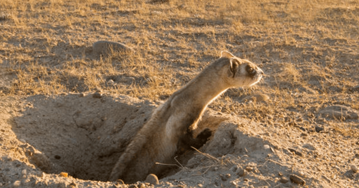 The Masked Bandits of the Prairie: Spotlighting Black-Footed Ferrets ...
