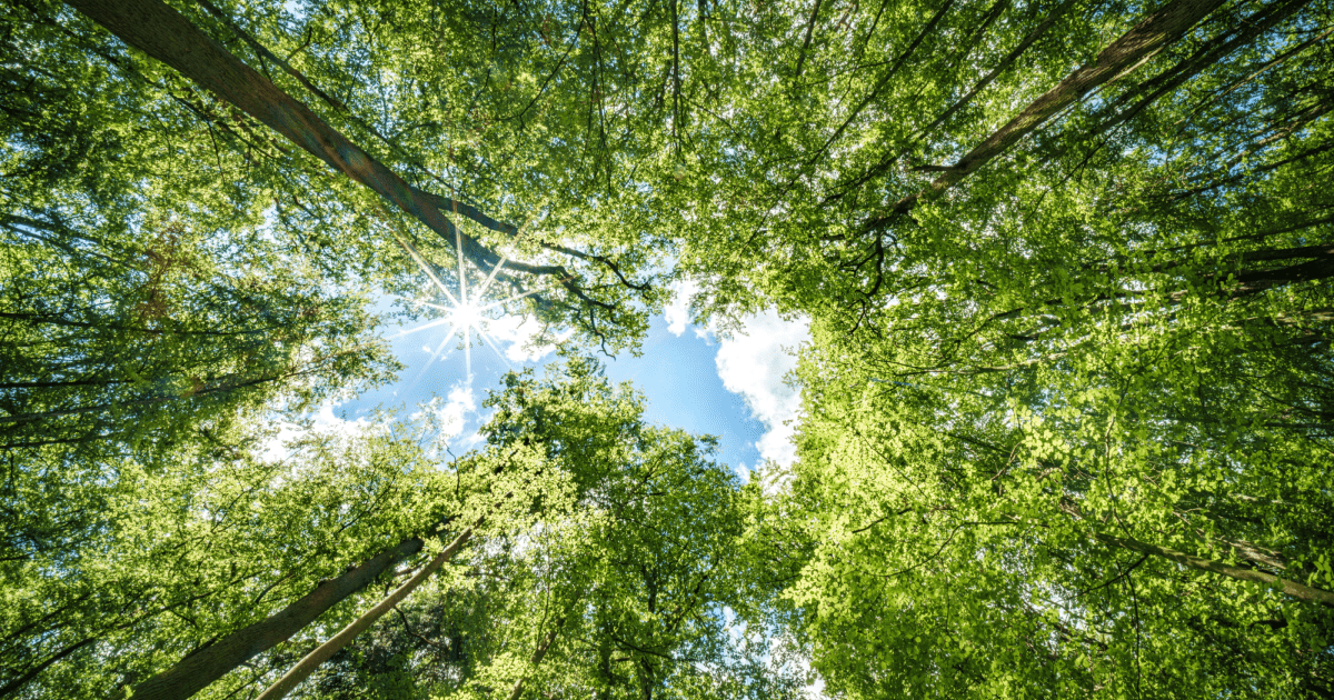 Explore Green Careers With The U S Forest Service Working For Forests